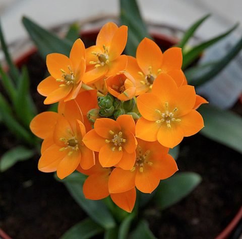 Dubium Sunshine Orange, Ornithogale douteux - Pépinière l'Arc en Fleurs