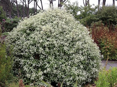 Pittosporum tenuifolium Irene Paterson - Pépinière l'Arc en Fleurs
