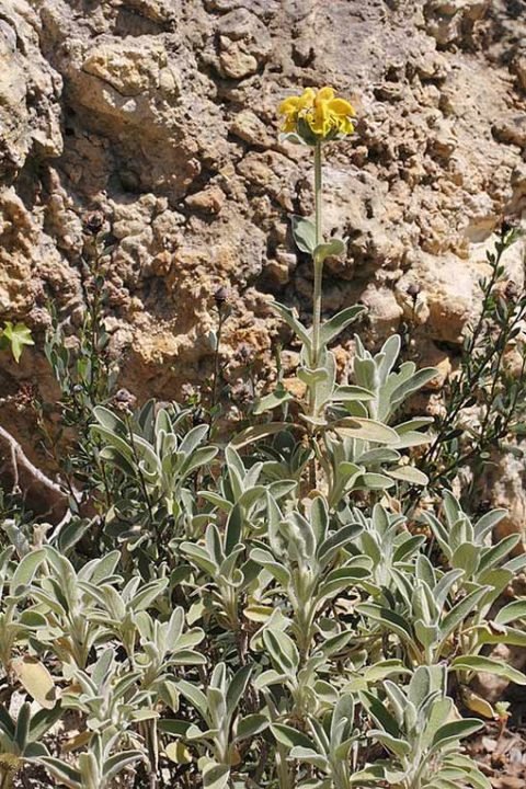 Phlomis x cytherea - Pépinière l'Arc en Fleurs