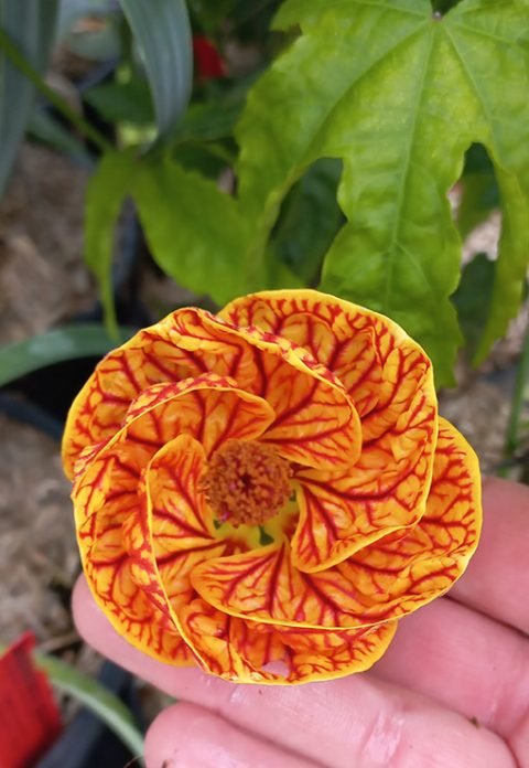 Abutilon 'Red Tiger' - Pépinière l'Arc en Fleurs