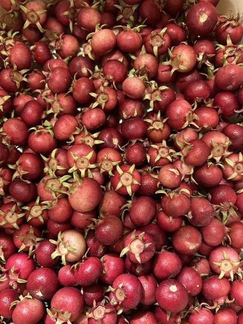 Ugni molinae variegata, Goyavier du Chili - Pépinière l'Arc en Fleurs